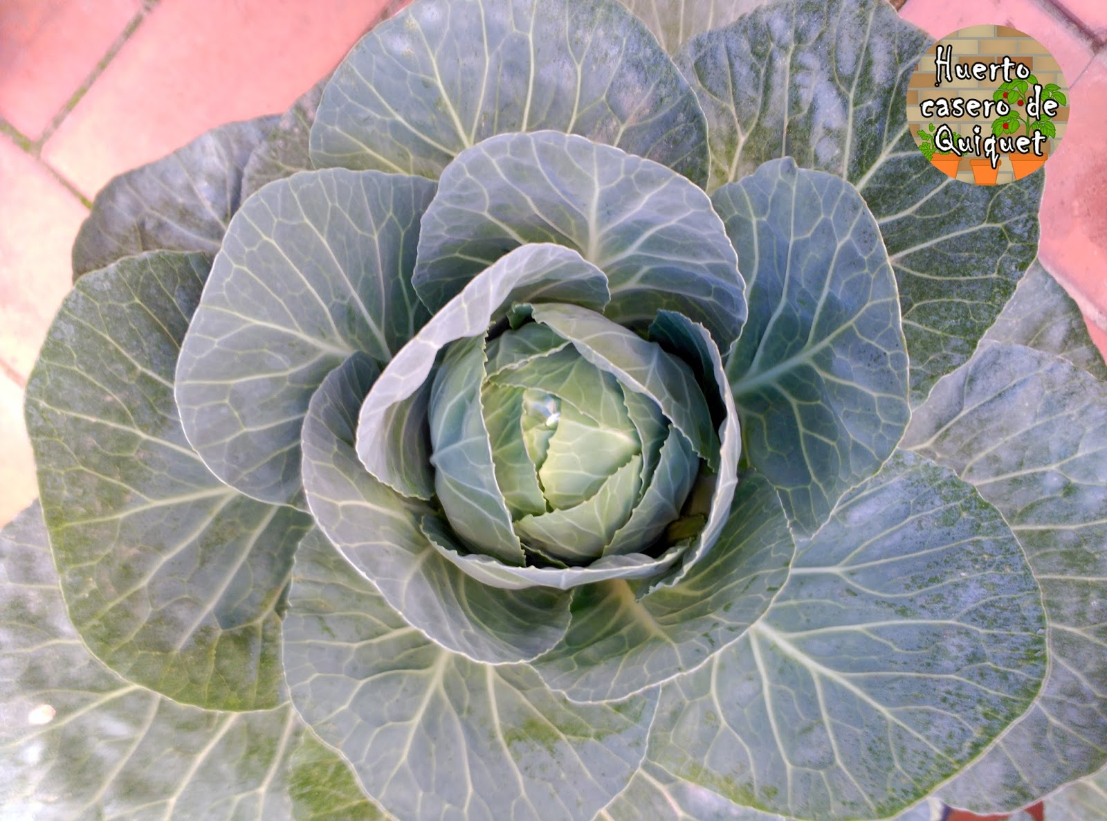 Huerto Casero de Quiquet: Como plantar repollo