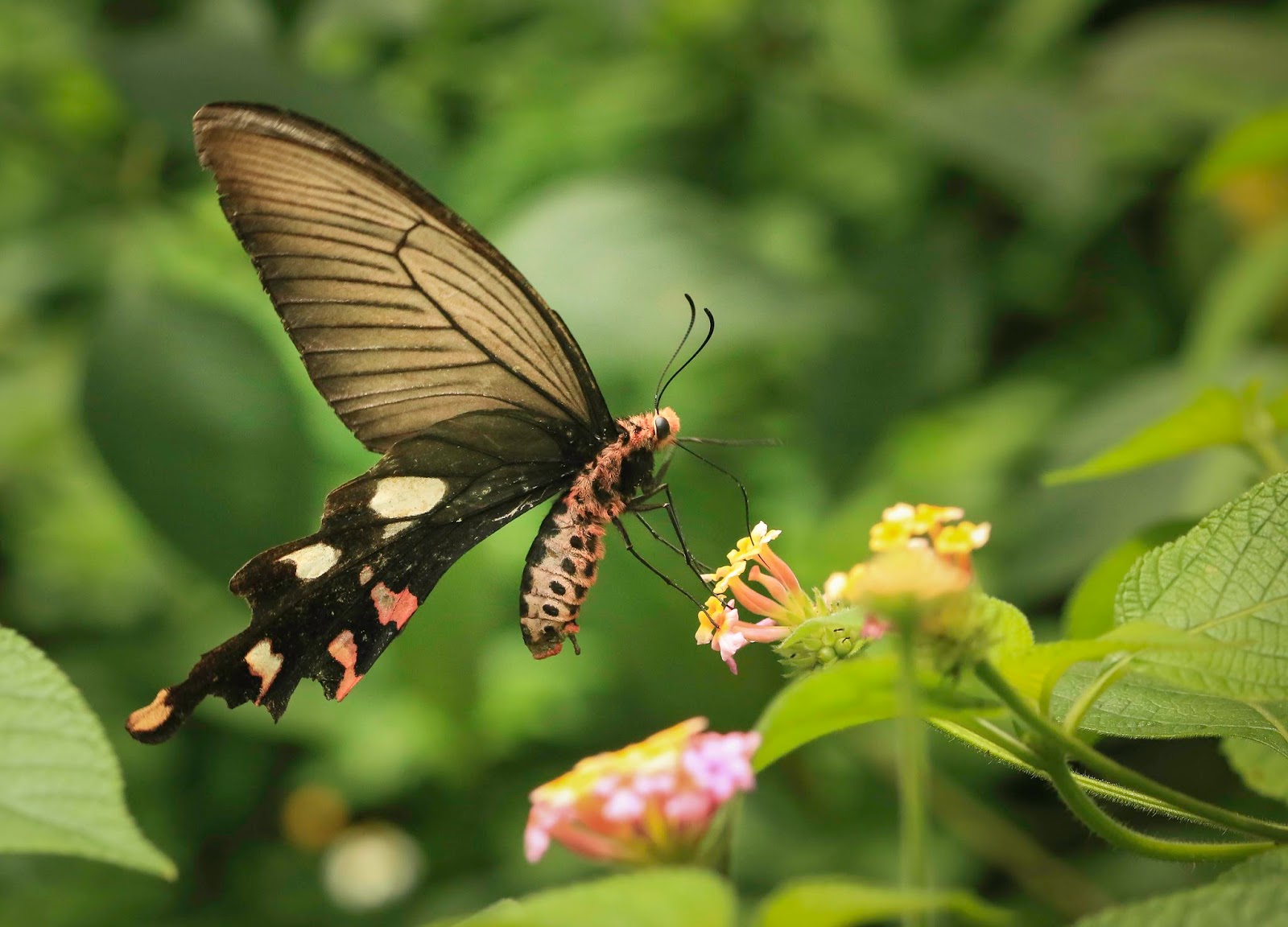 Butterflies of Vietnam: Ba Vi National Park - Butterfly's Survey 2017