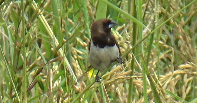 Javan munia (Lonchura leucogastroides)