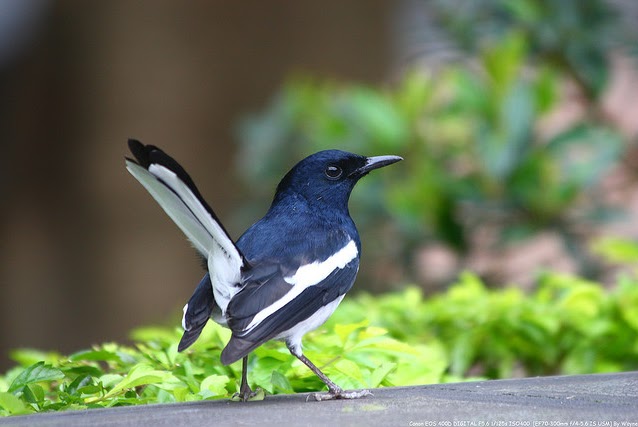 We love Our Bangladesh: Magpie Robin known as Doyel/Doel is the ...