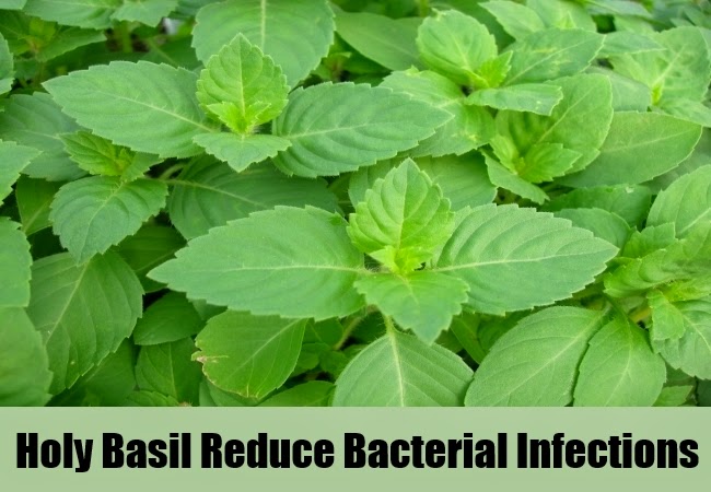 5 HOME REMEDIES FOR BACTERIAL INFECTIONS ~ Mzizi Mkavu