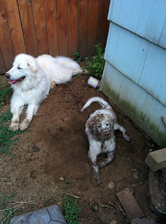 Great Pyrenees Rescue Society News and Events: Tips for New Adopters