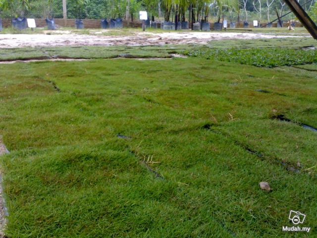 RUMPUT CARPET ~ Rumput