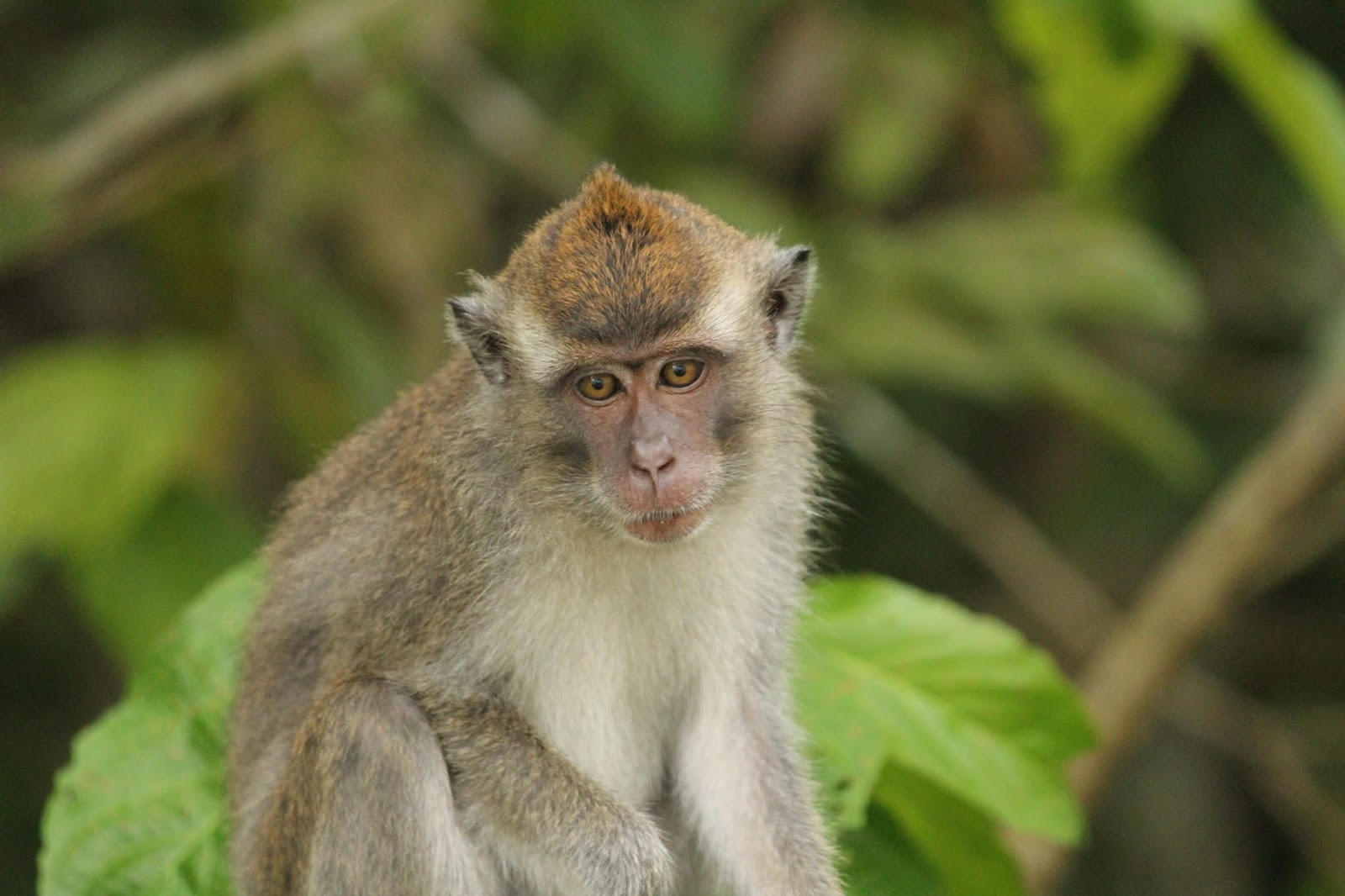 Adela Tarpan: Sa cautam urangutanii pe langa raul Kinabatangan