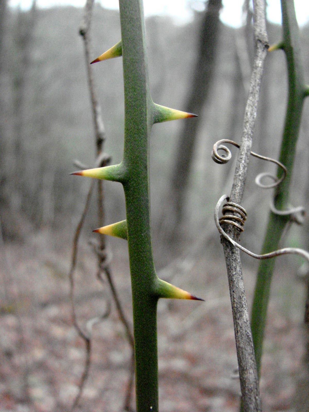 Ken Loyd's Eclectic Blog: Smilax: aka Greenbrier, Catbrier, or "Wait-a ...