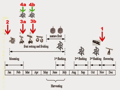 Durian Info: Foliar Fertilization or Foliar Feeding
