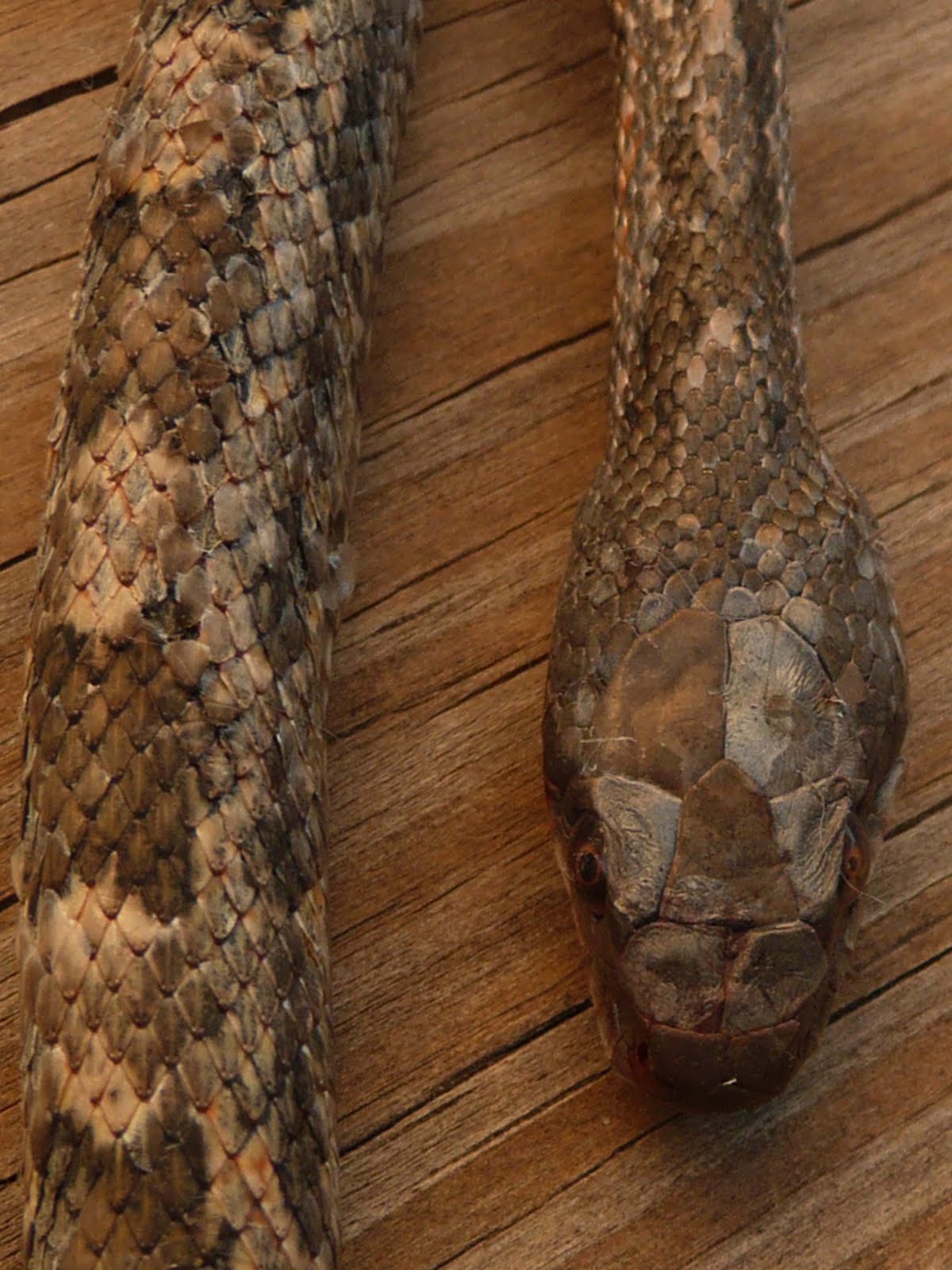 The Milkweed Patch: Snake Killed by Air Conditioner