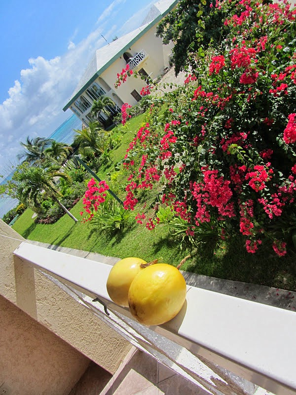 Mystery Fruit of San Pedro, Belize: Passion Fruit | San Pedro Scoop