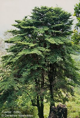 PROYECTO BIOLOGÍA ESPAÑOL: RESERVA NATURAL EL ENCENILLO