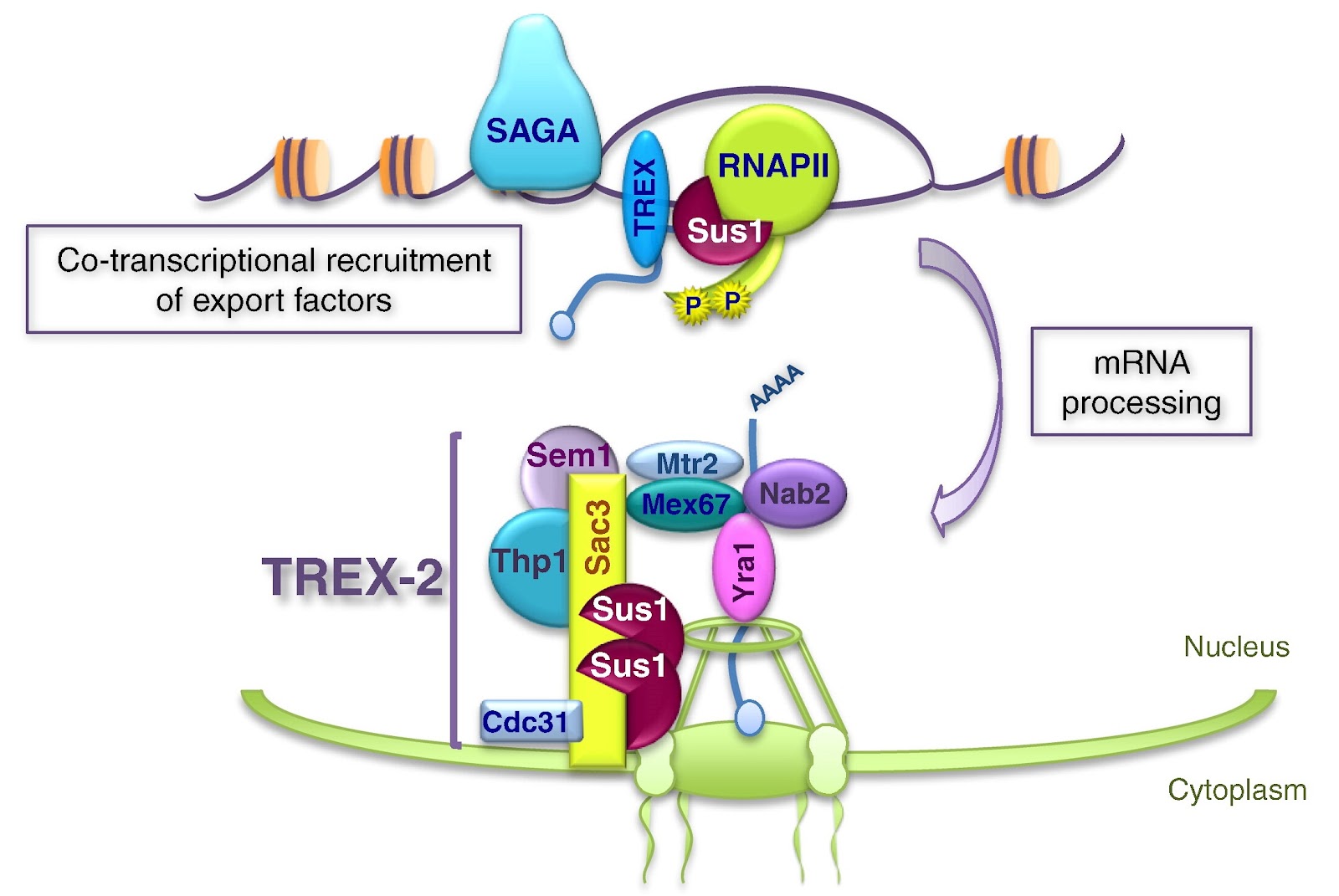 TREX-2 Transcription-Export Complex: The SAGA - TREX-2 Interaction