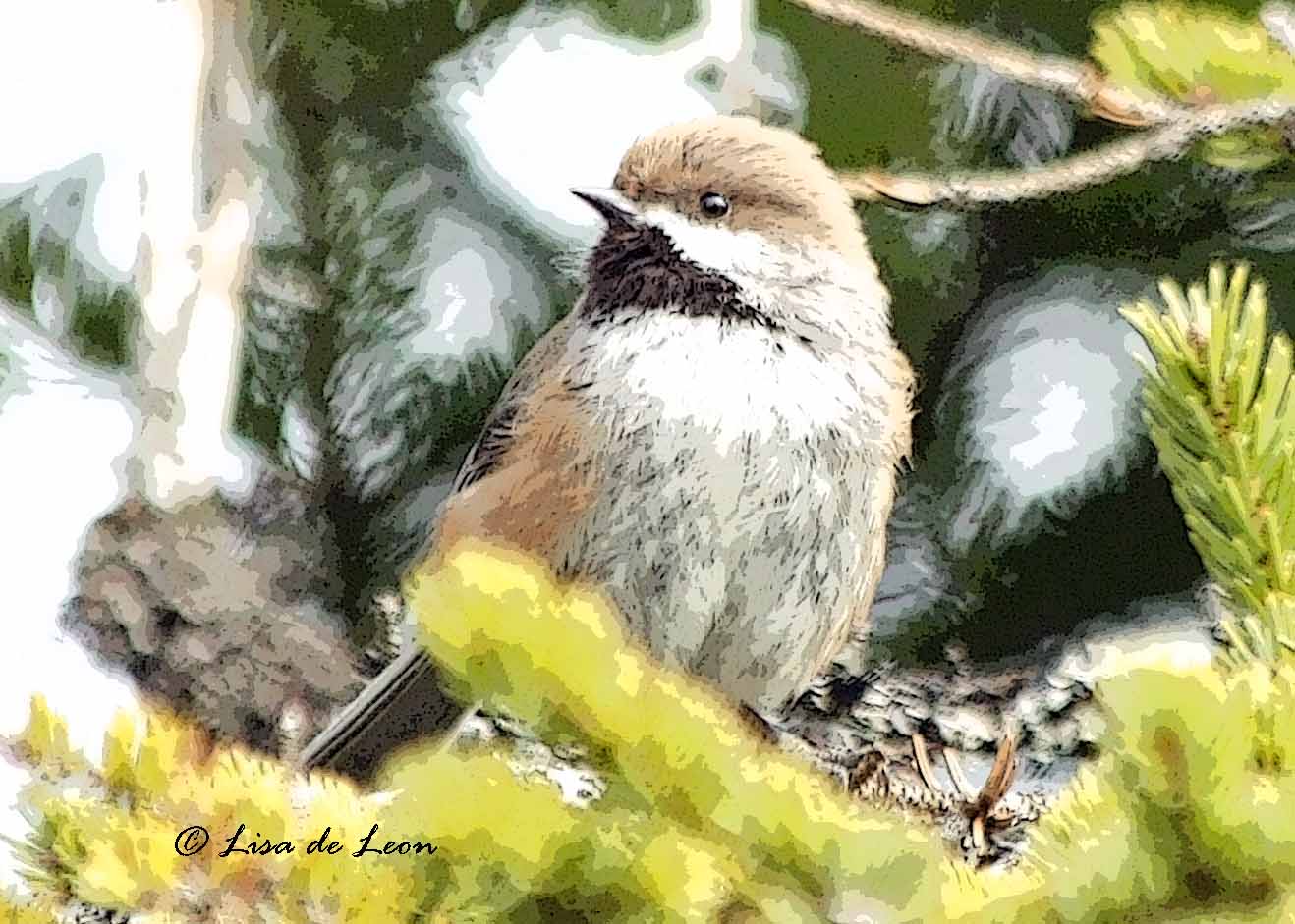 Birding with Lisa de Leon: Portrait of a Boreal Chickadee