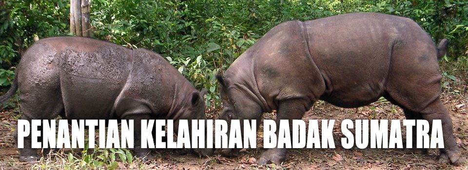 Setelah 120 Tahun, Badak Sumatra Akhirnya Melahirkan ~ Indonesia Teknologi