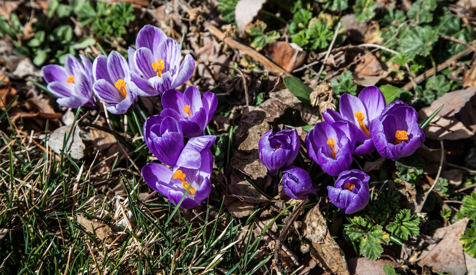 Walking Arizona: Signs of Spring
