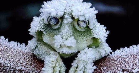 How Arctic Frogs Survive Being Frozen Alive - Interesting Facts