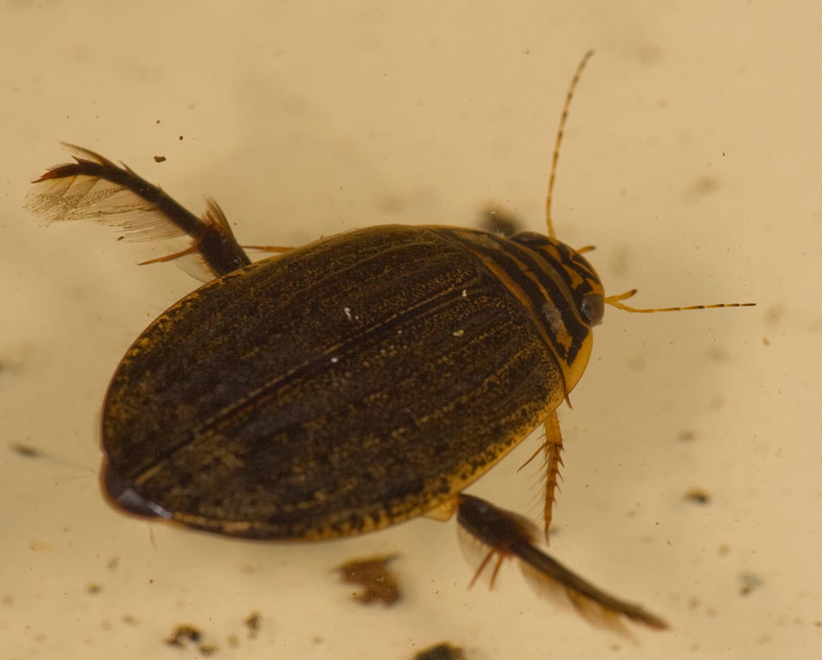 Ponds, time and place. A Druridge Bay Northumberland blog: November 2013