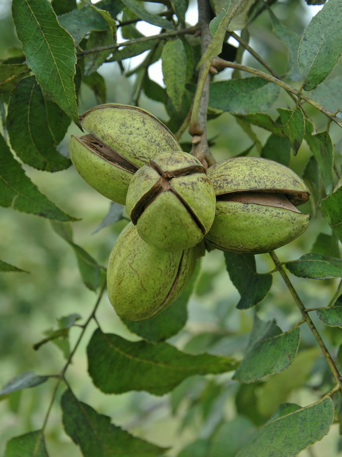 Northern Pecans: Pecan cultivars ripening by October 1