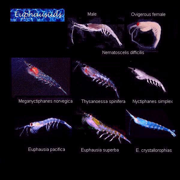 A MAGYAROK TUDÁSA: KRILL - világítórákok