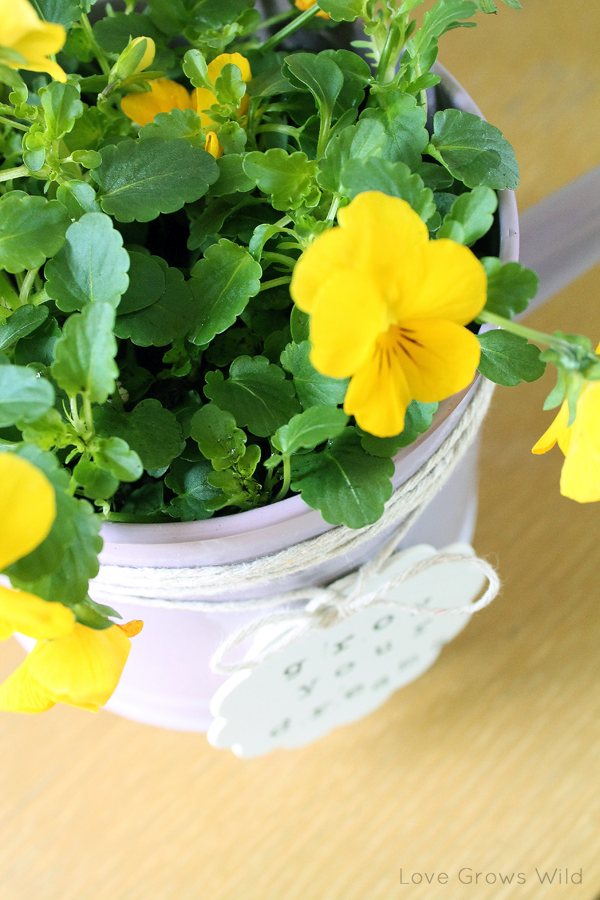 Spring Fling Day 5 : Watering Can Planter from Love Grows Wild ...