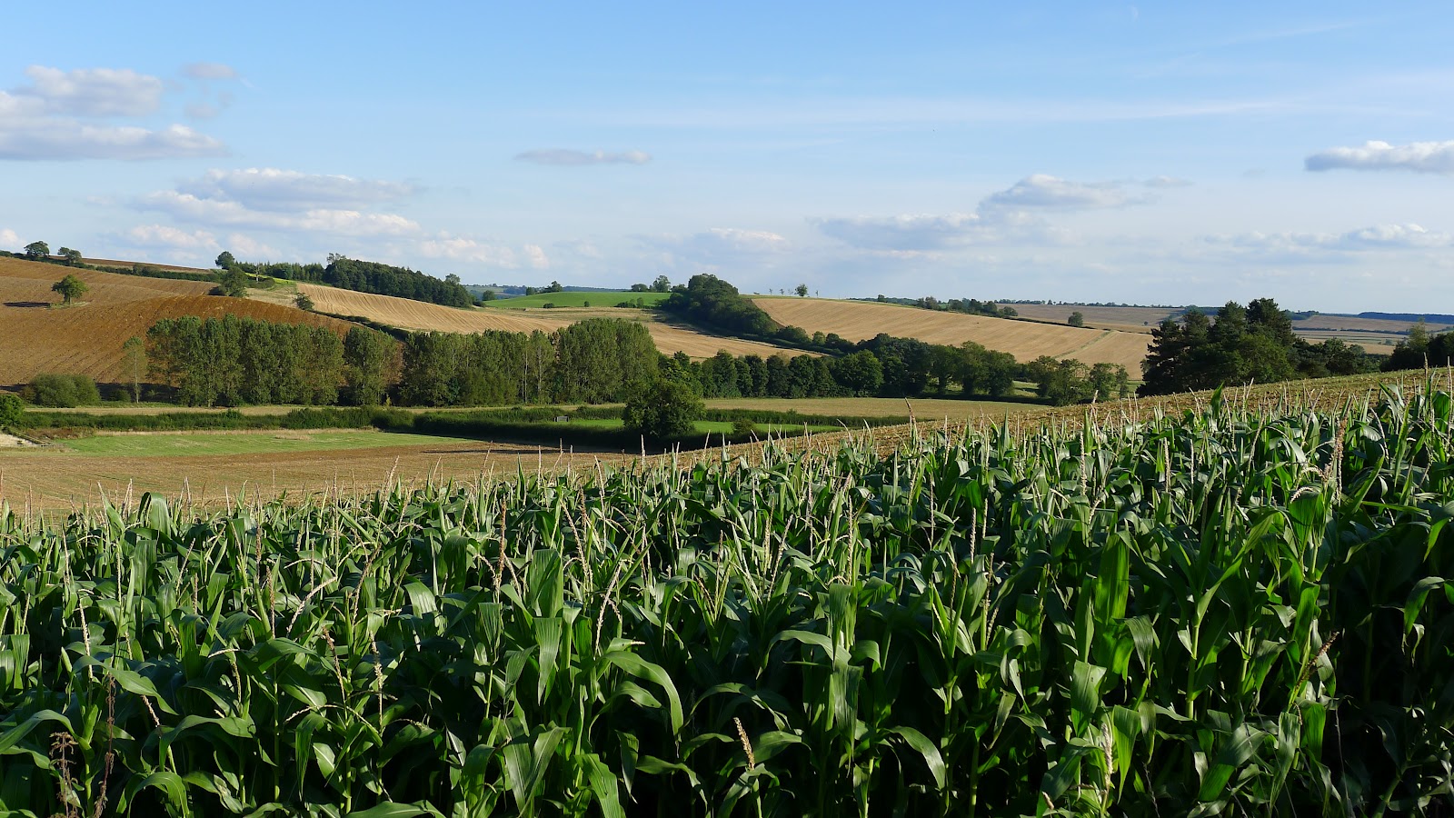 The Loddington Estate: Game cover and conservation crops coming on well