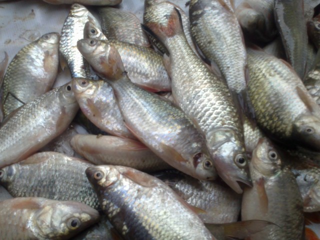 IKAN AIR TAWAR MALAYSIA: IKAN TERBUL