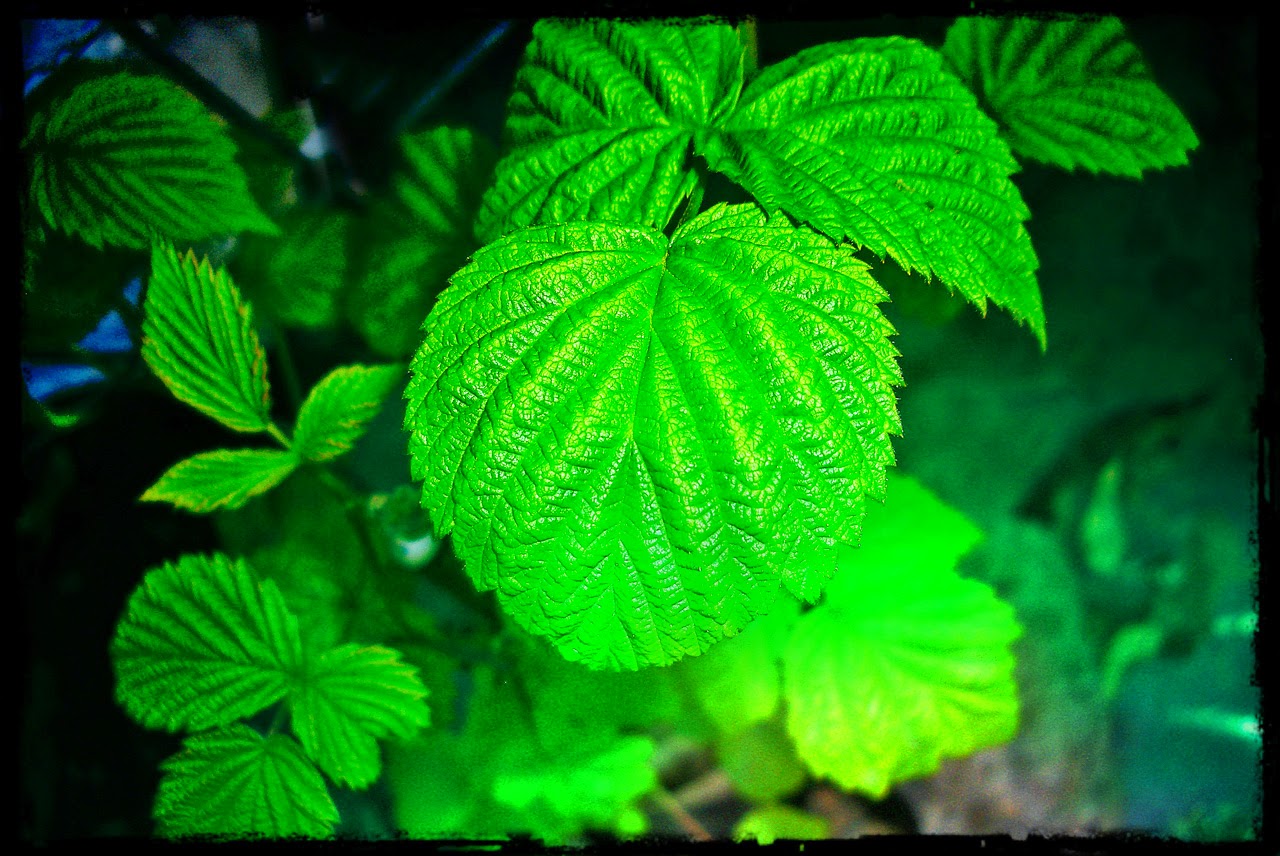 Pilot Rock HS Photography: Green Study by Daveion