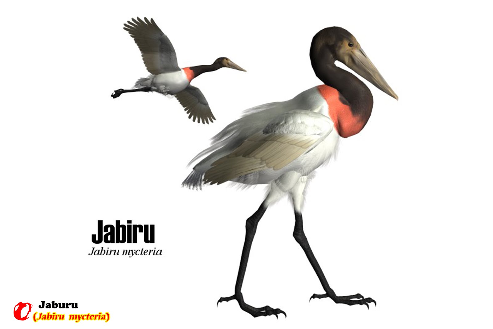 UNAIENSES: ORNITOLOGIA - Jaburu (Jabiru mycteria)
