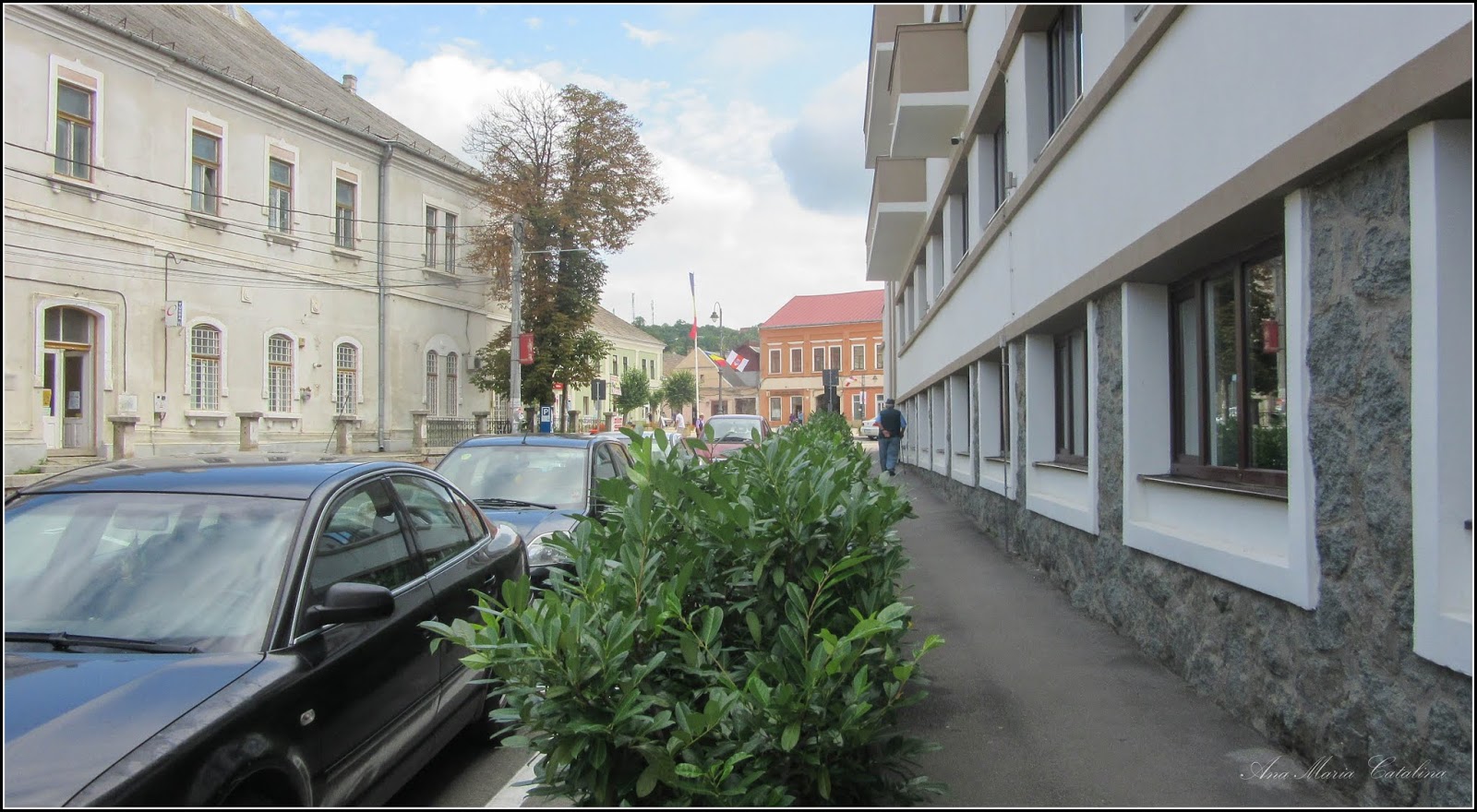 Lumea văzută din Turda: Dafin salbatic, Laur englezesc (Prunus ...