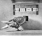 La instrucción programada de burrhus skinner y la pedagogía por ...