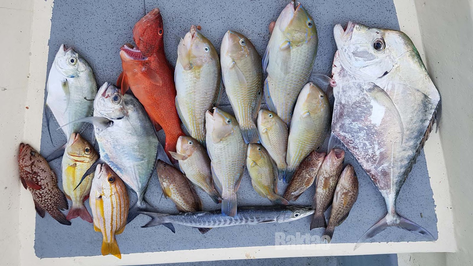 Sibu Island is now a light and micro jigging fishing paradise