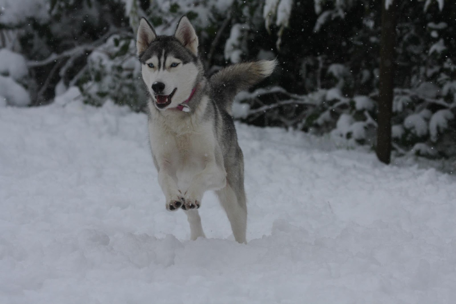 Ultra Running & Huskies: The Lady Husky and the Sea Bass