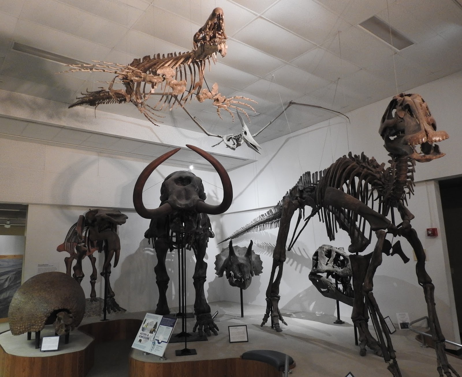 BONE ROOMS: University of Wisconsin Geology Museum