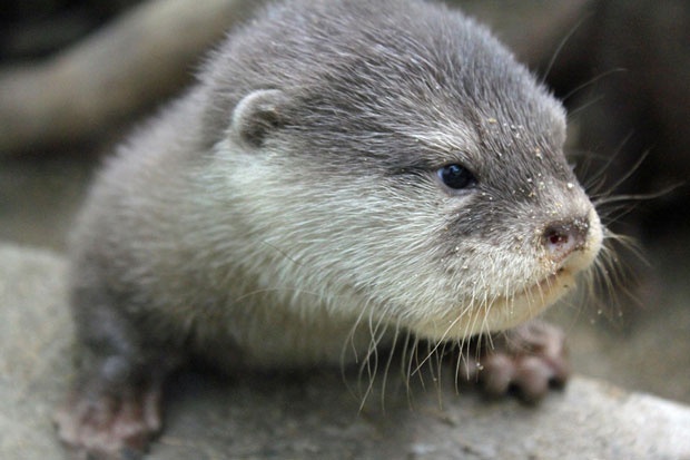 VIDRA-OTTER-Evropska vidra, često i evroazijska vidra