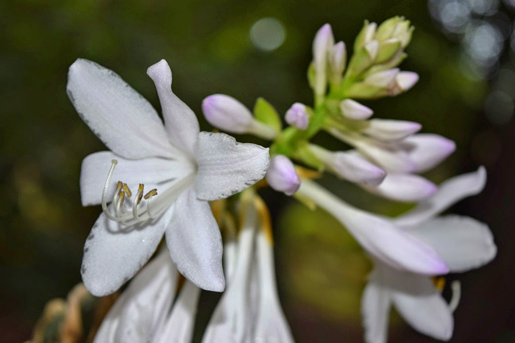 MARIETTE'S BACK TO BASICS: {Our Fragrant Hosta Flowers}