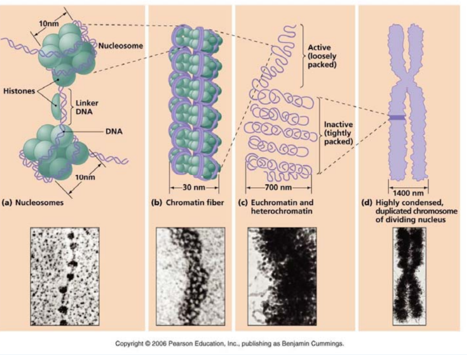 Epigenetics: A Biological Mystery : 2016