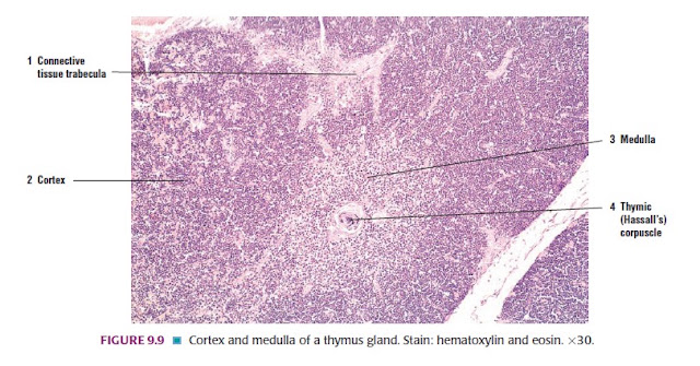 Histology Sistem Limfatik (lymphoid system) | BlogK Putih