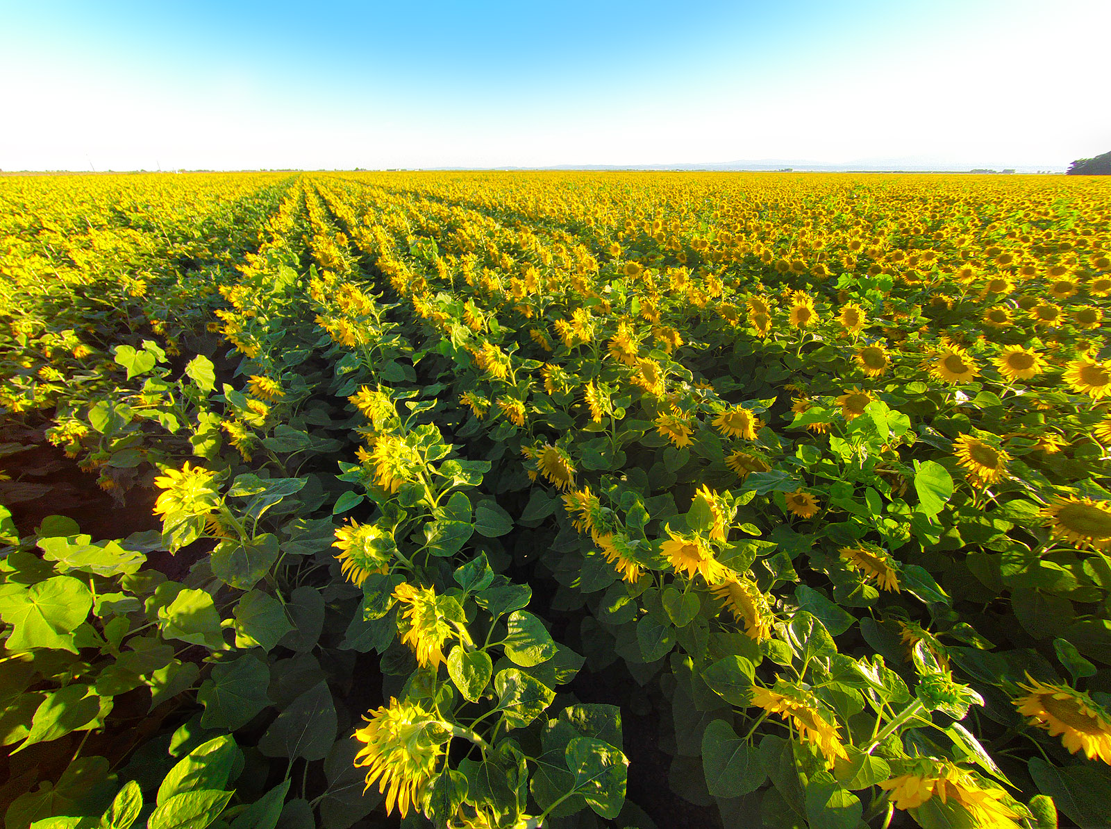 Anthony Dunn Photography: Aerial Views of Sunflowers in the Sacramento ...