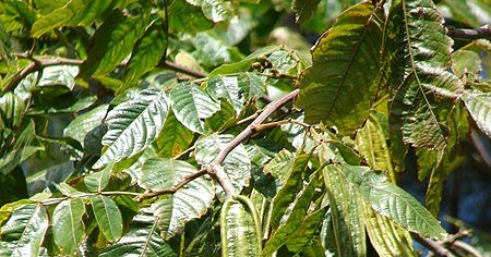 Pulpa de pacae: El pacae y sus beneficios