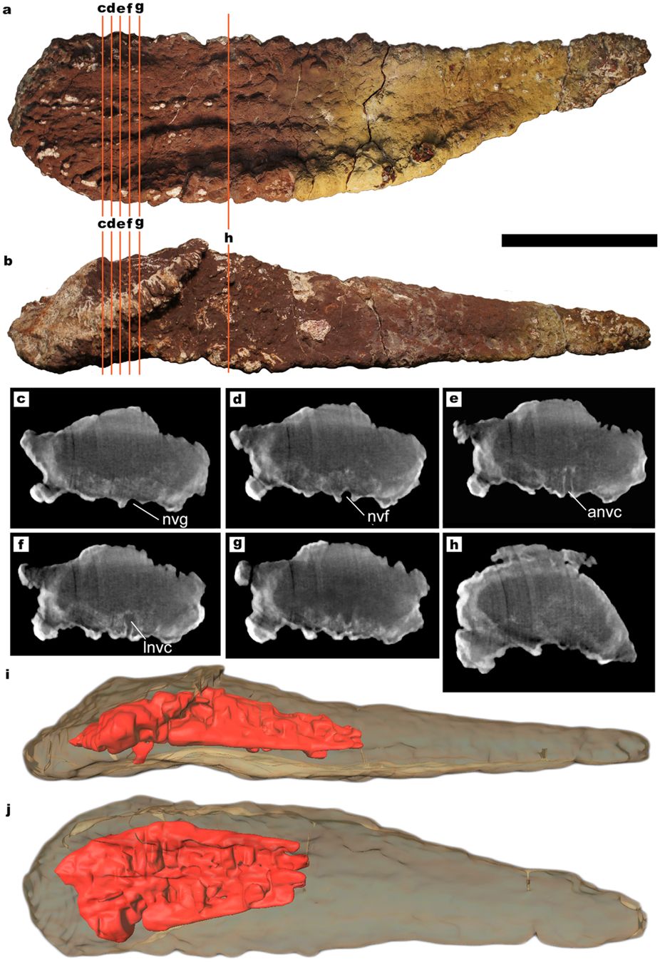 Equatorial Minnesota: Titanosaur osteoderms: characteristics