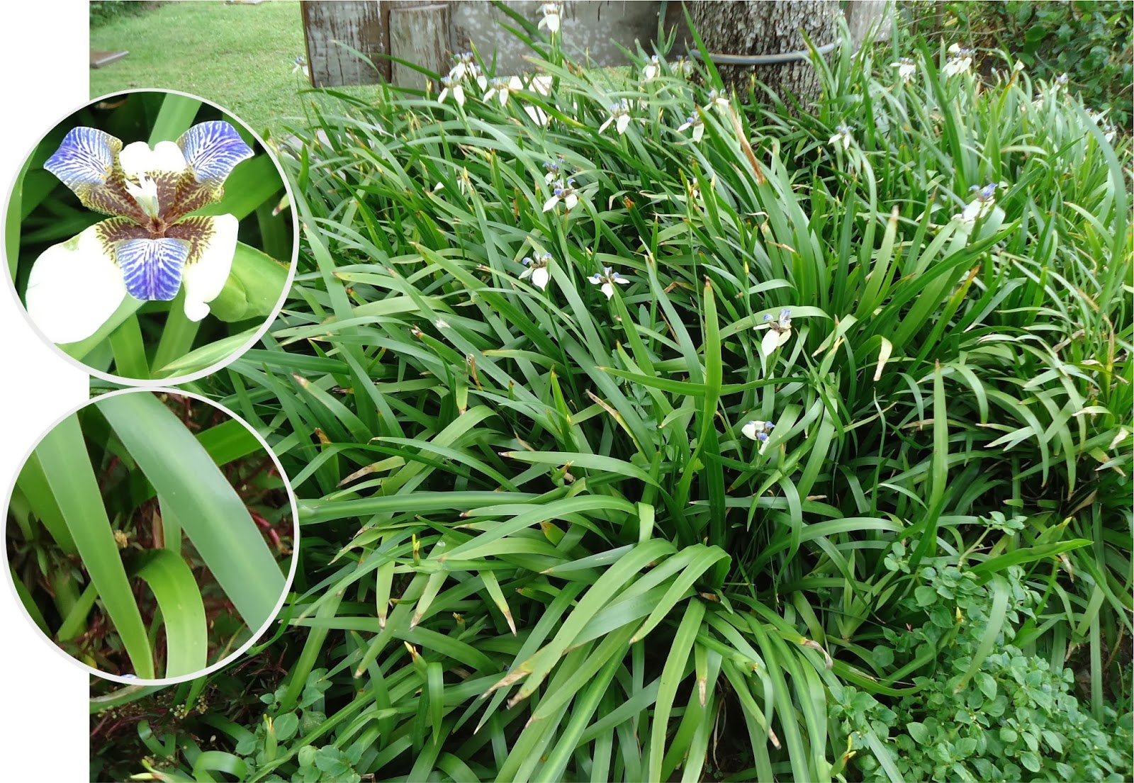 Argentina nativa: Lirio de Misiones (Trimezia candida)