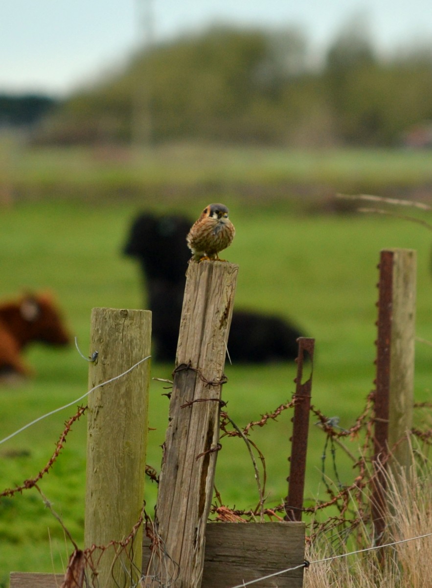 Woods Walks and Wildlife: More Raptors on Fence Posts