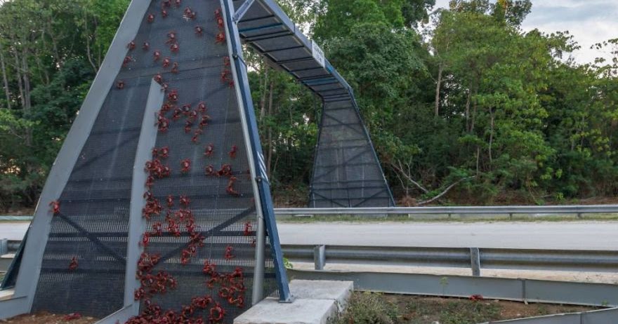 The 10 Amazing Animal Bridges And Crossings That Save 1000s Of Animals ...