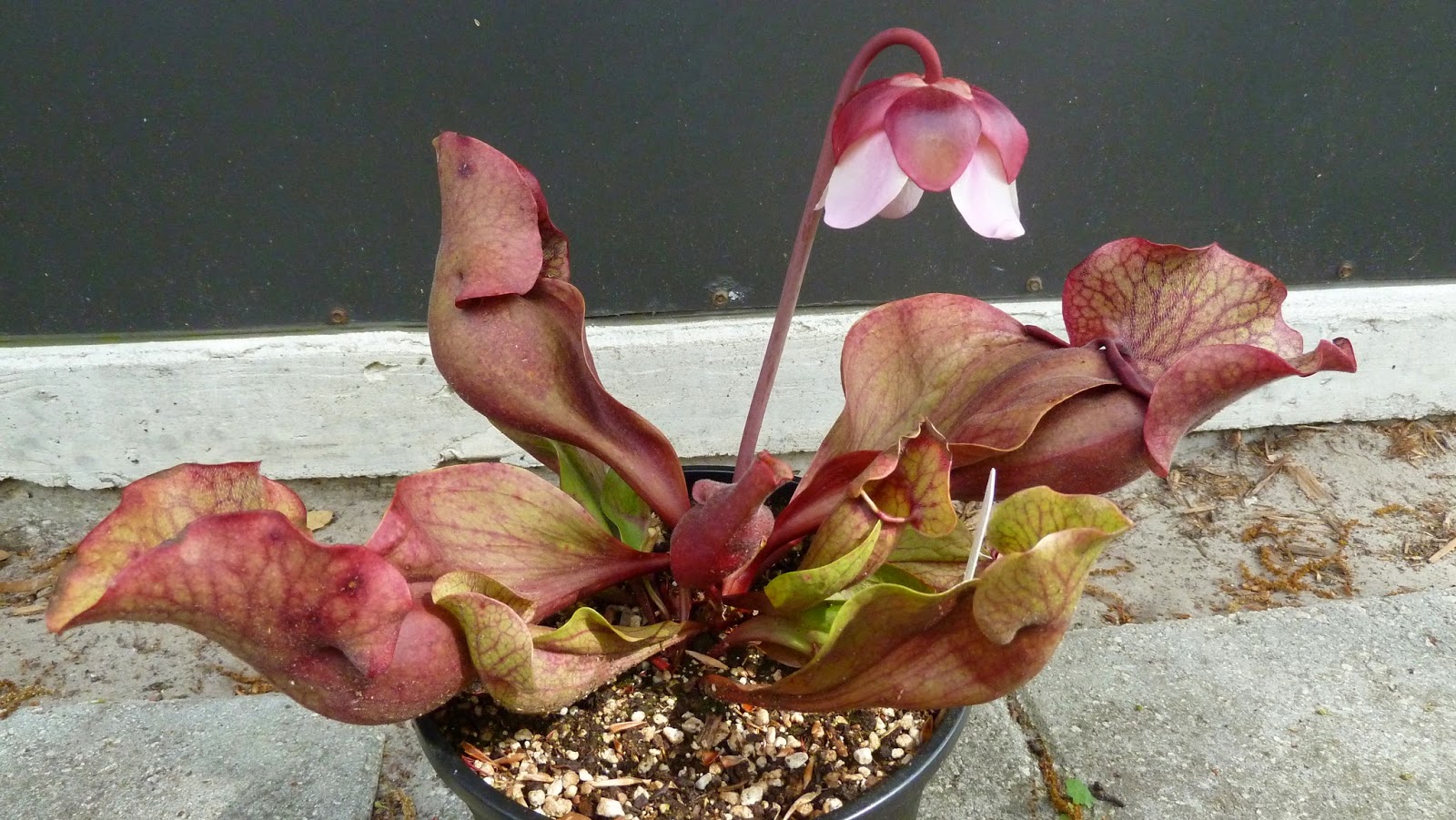 Hooray! Plants!: 2015