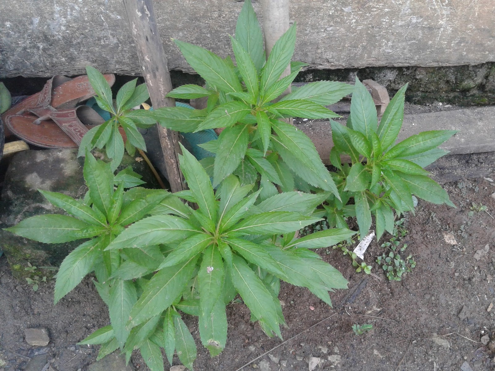 Bunga pacar dan Manfaatnya - Manfaat-Lab