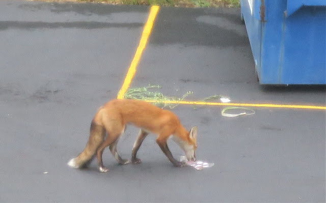 Living Rootless: Ferguson: Backyard Fox