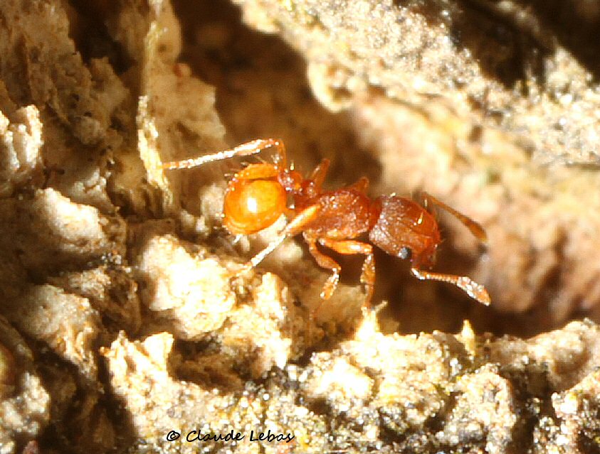 fourmis de Cuba- Hormigas de Cuba- Ants of Cuba: Wasmannia auropunctata