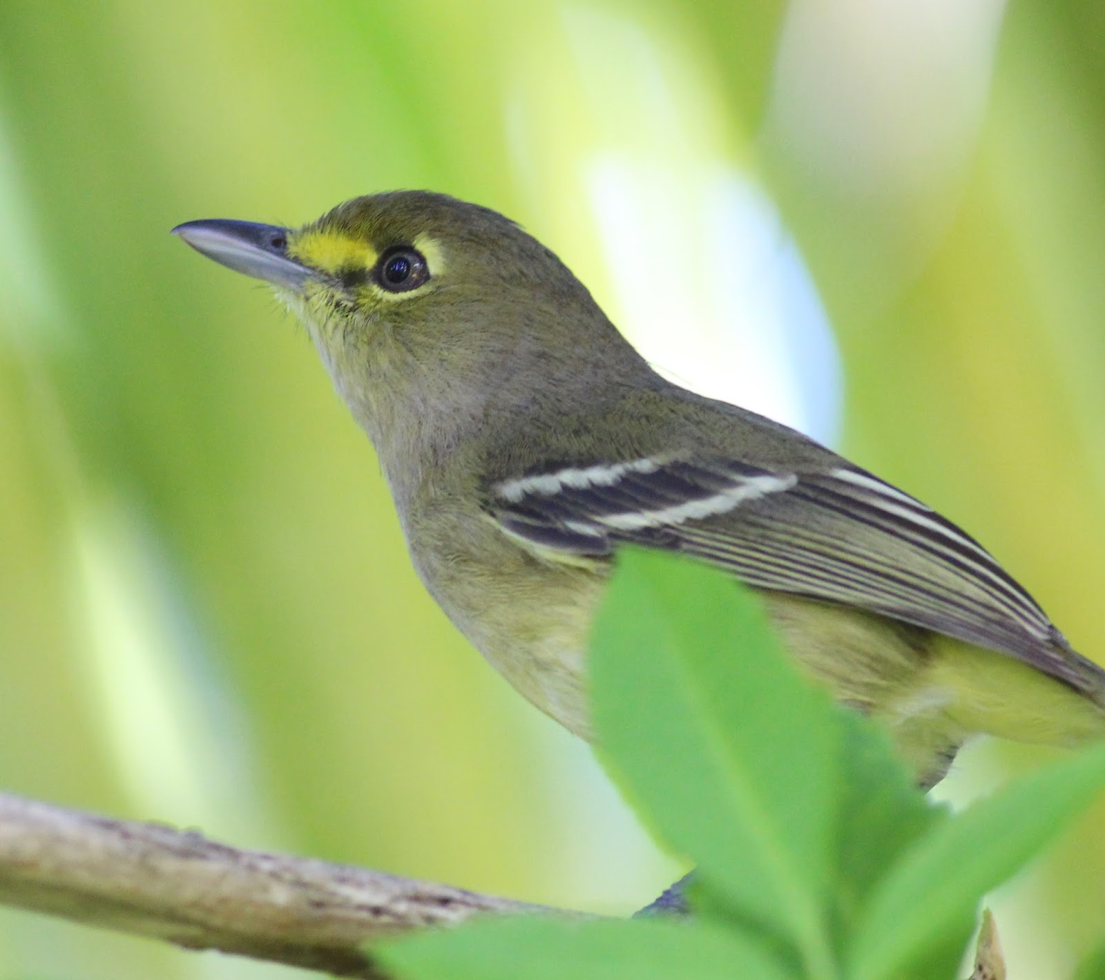 Photographicbirdlistomania: Calypso Birds