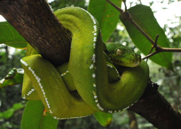Snakes: Snakes In The Rainforest