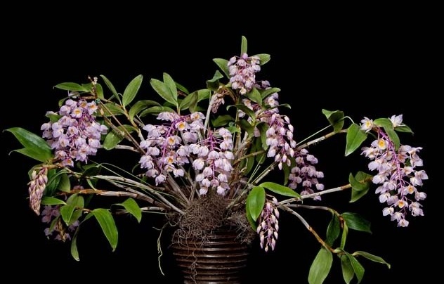 Grow and care Dendrobium amabile - Dendrobium bronckartii - Callista ...