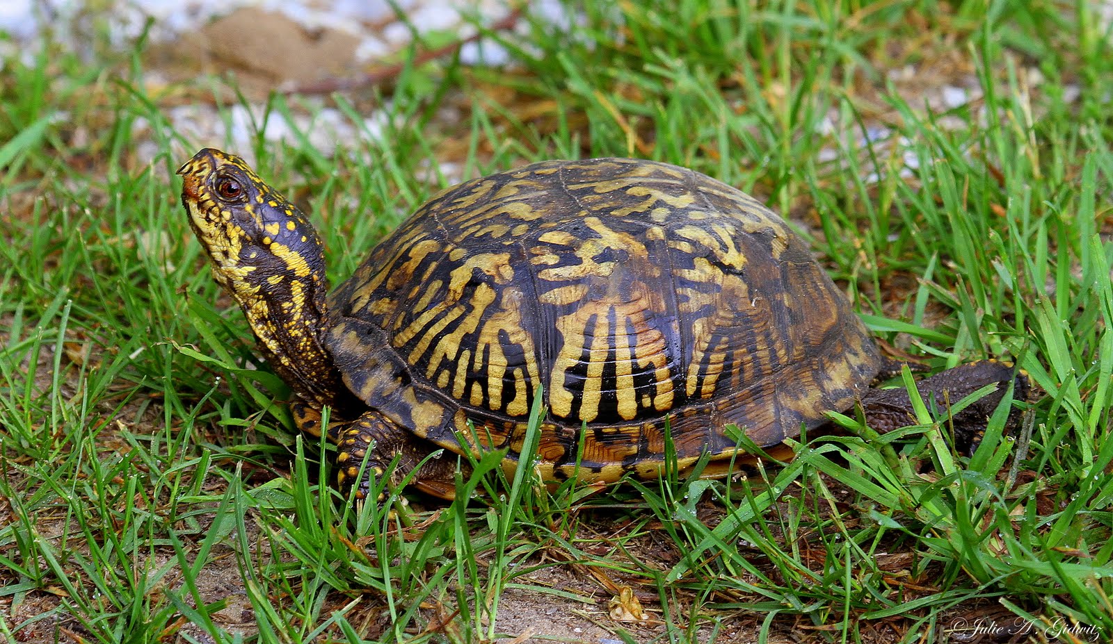 Nature's Splendor: Country Critters