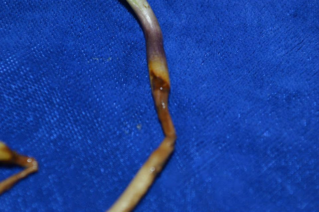 University of Illinois Plant Clinic: Rhizoctonia Root Rot of Soybeans